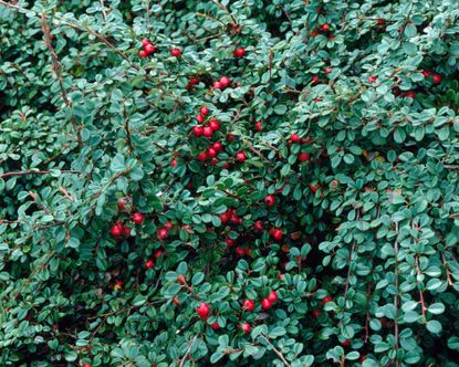 Cotoneaster care and growing guide: expert advice | Gardeningetc
