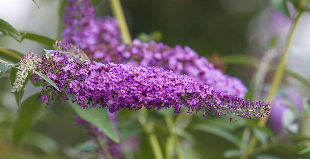 How to prune buddleia – an expert guide to pruning | Woman & Home