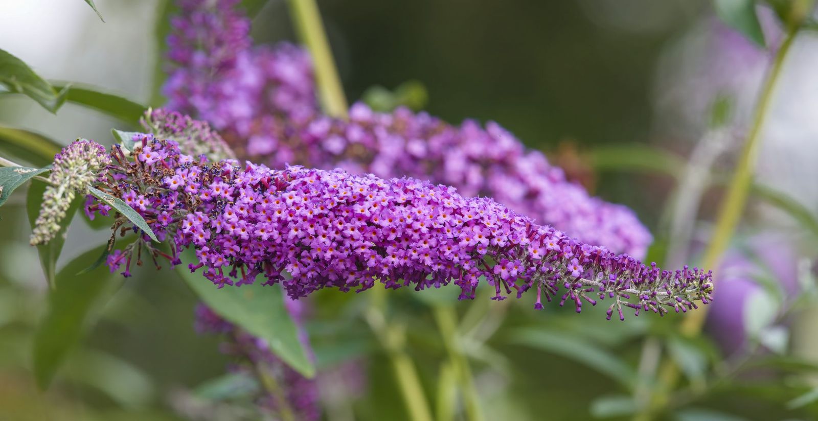 How to prune buddleia – an expert guide to pruning | Woman & Home
