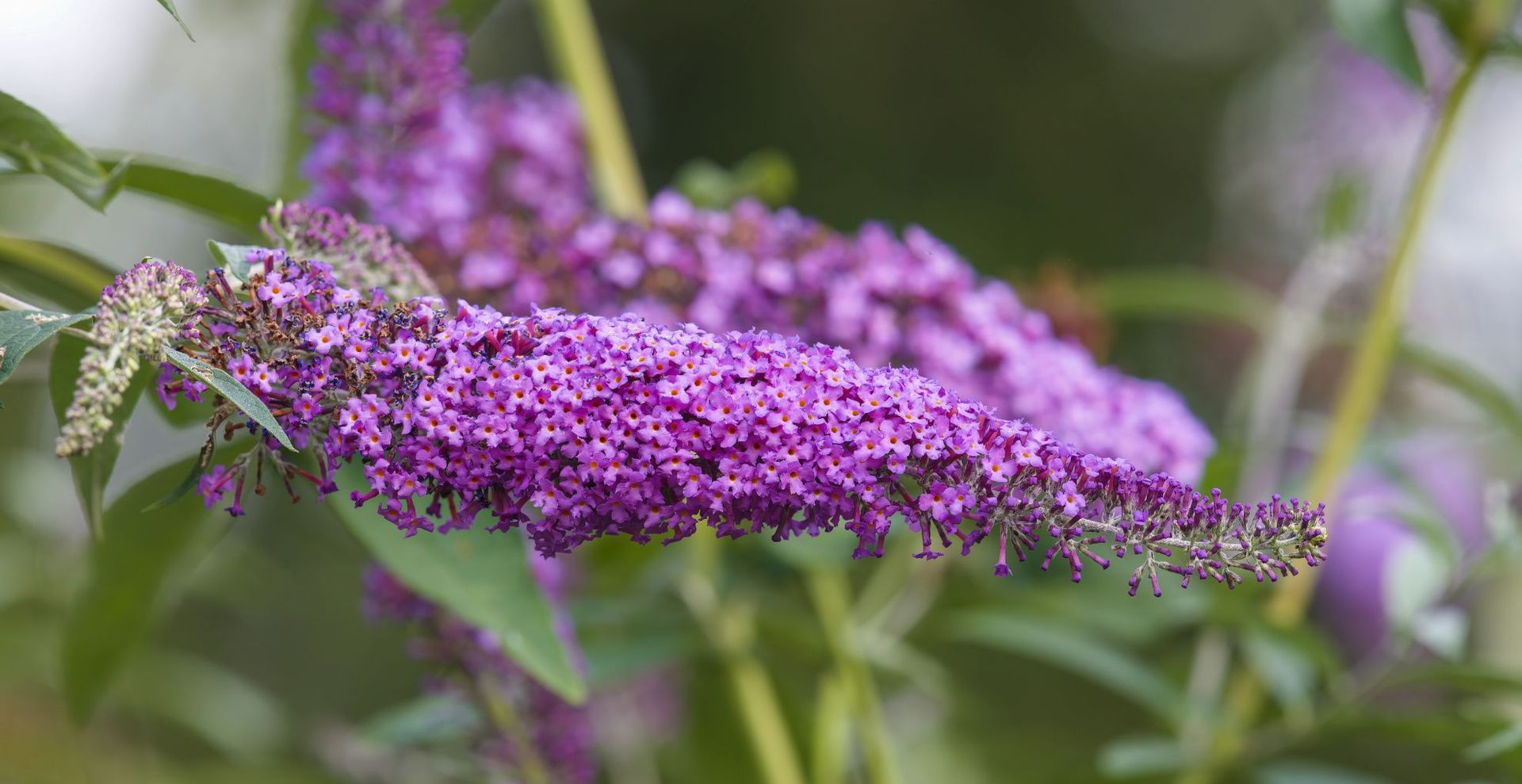 How to prune buddleia – an expert guide to pruning | Woman & Home