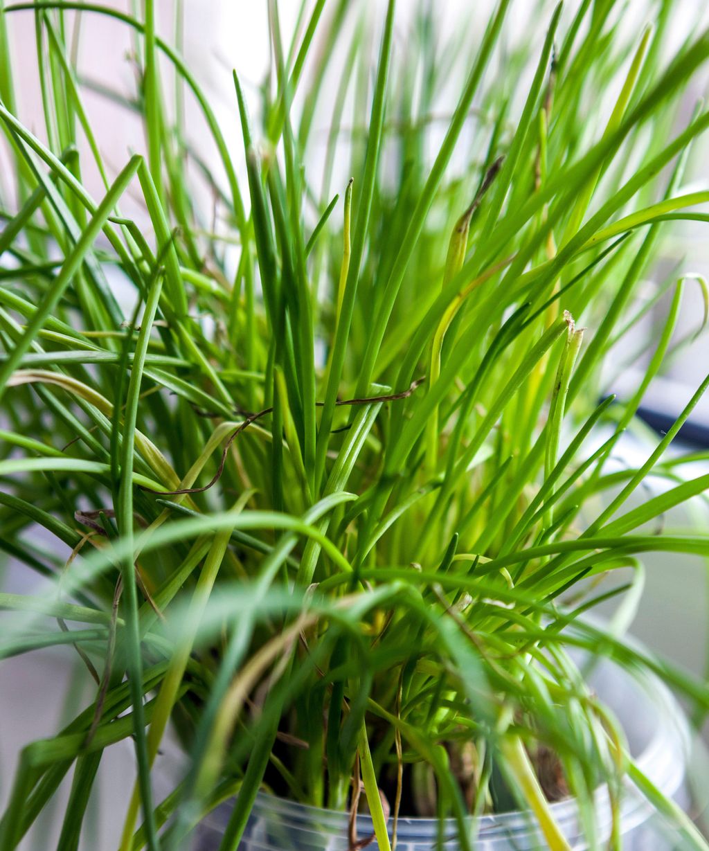 Chives care and growing guide: tips for this perennial herb | Gardeningetc