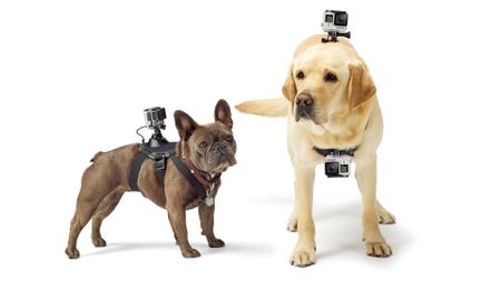 Fantastic beast tech: the wacky world of animal wearables | TechRadar