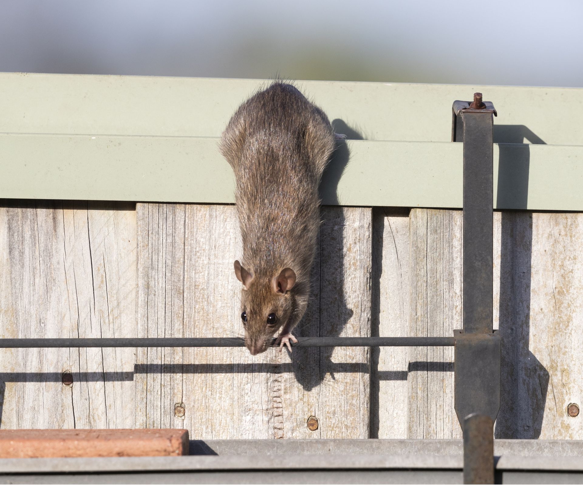 How to keep rats away from your yard: 7 expert tips | Homes and Gardens