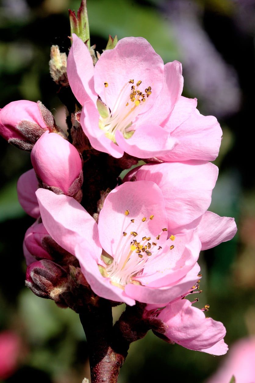 Growing Nectar Babe Nectarines: Learn About Nectar Babe Nectarine Trees ...