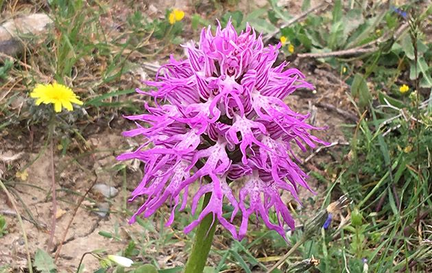 Crete - a botanist's heaven | Country Life