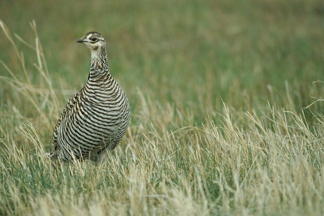 Tallgrass Prairie Ecosystem Images | North American Prairies | Live Science