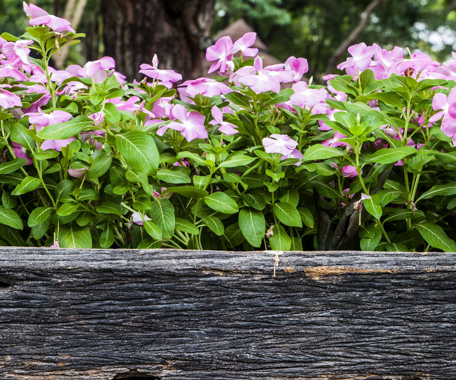 How to grow impatiens: expert advice for shade gardens | Homes and Gardens