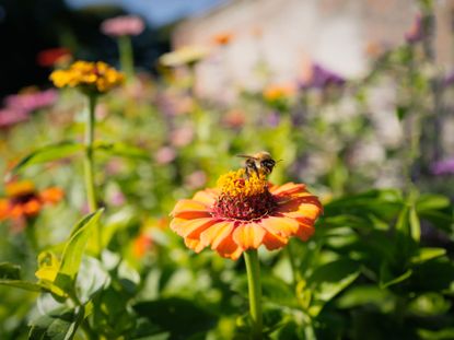 Best flowers for bees - 10 easy to grow pollinator favorites | Livingetc
