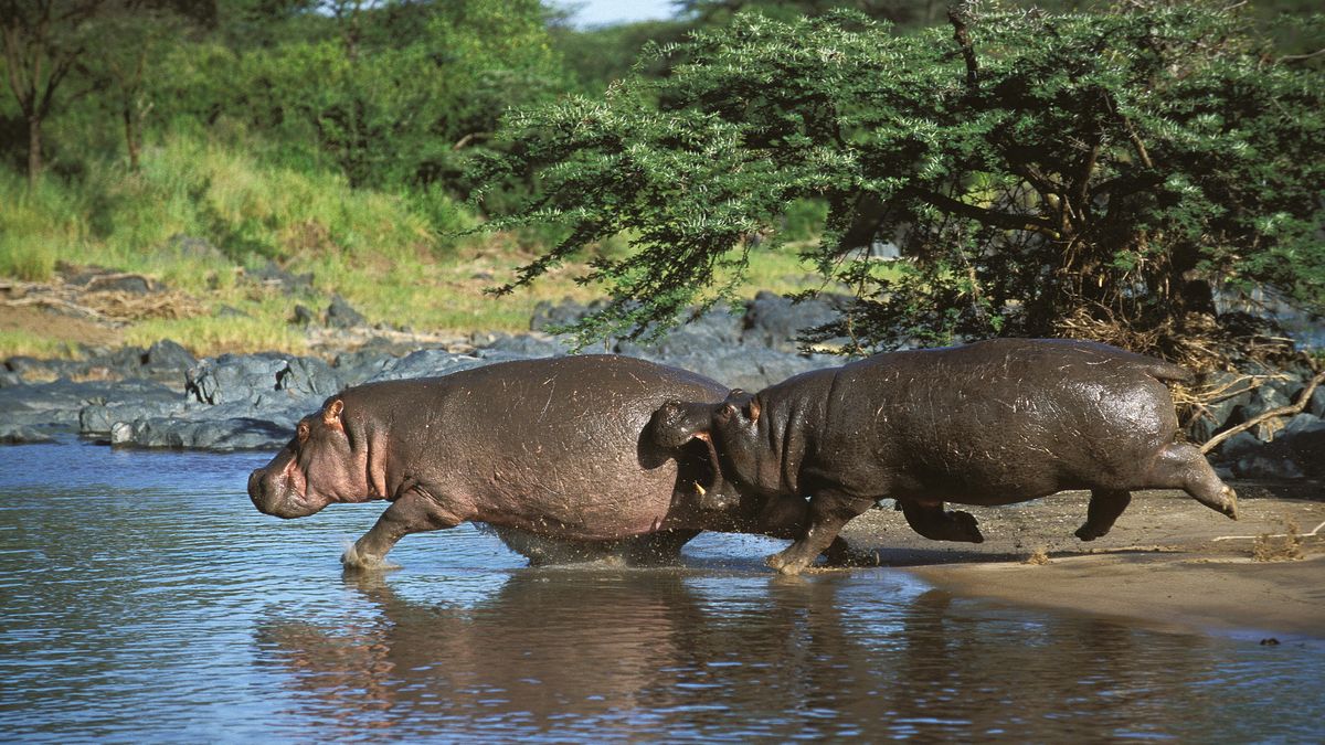 Hippos can fly, briefly | The Week