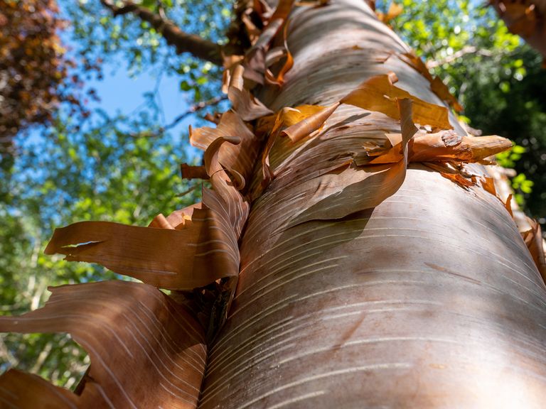 Birch trees: a guide to popular species | Homes and Gardens