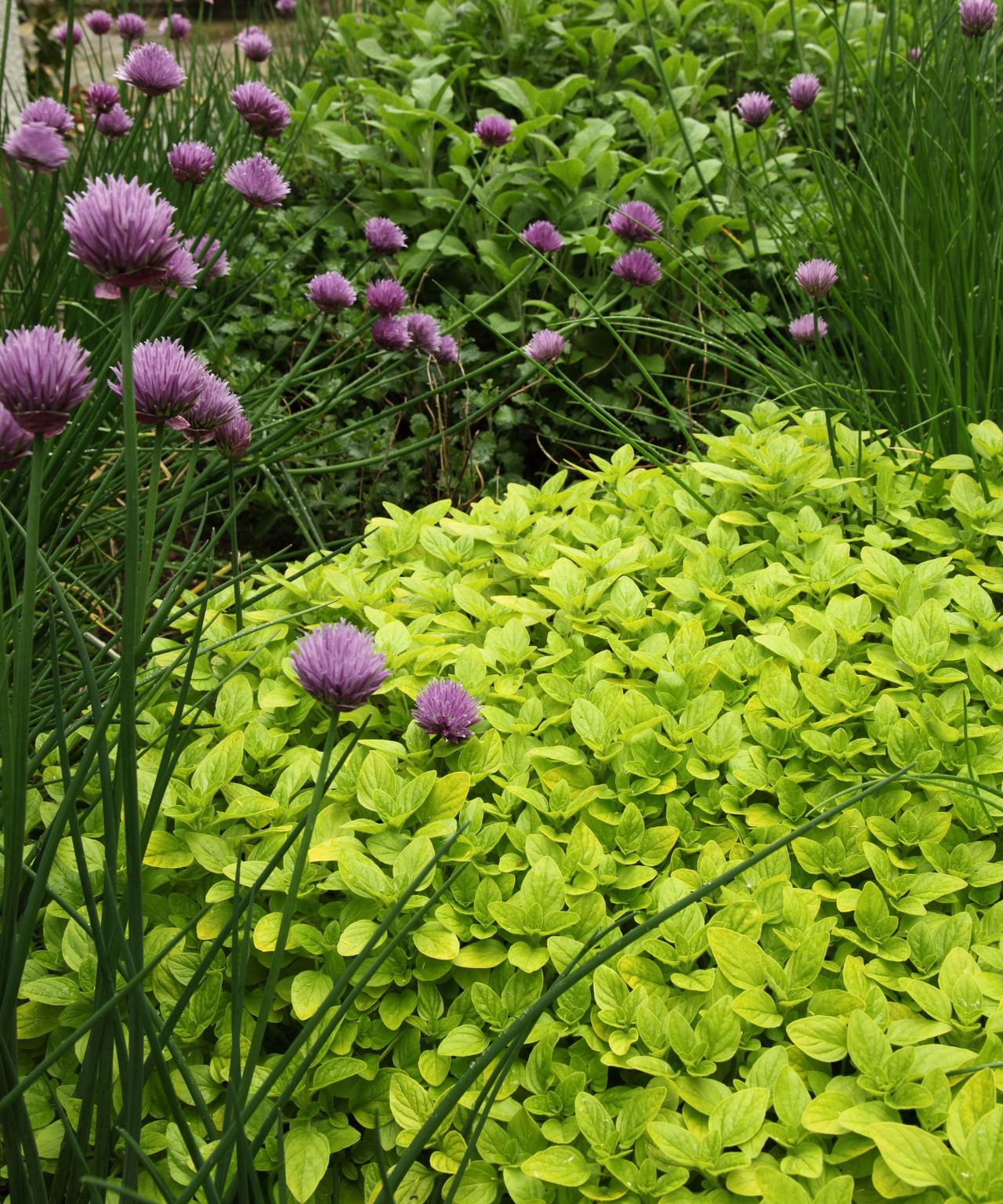 How to grow marjoram for aromatic leaves and beautiful edible flowers ...