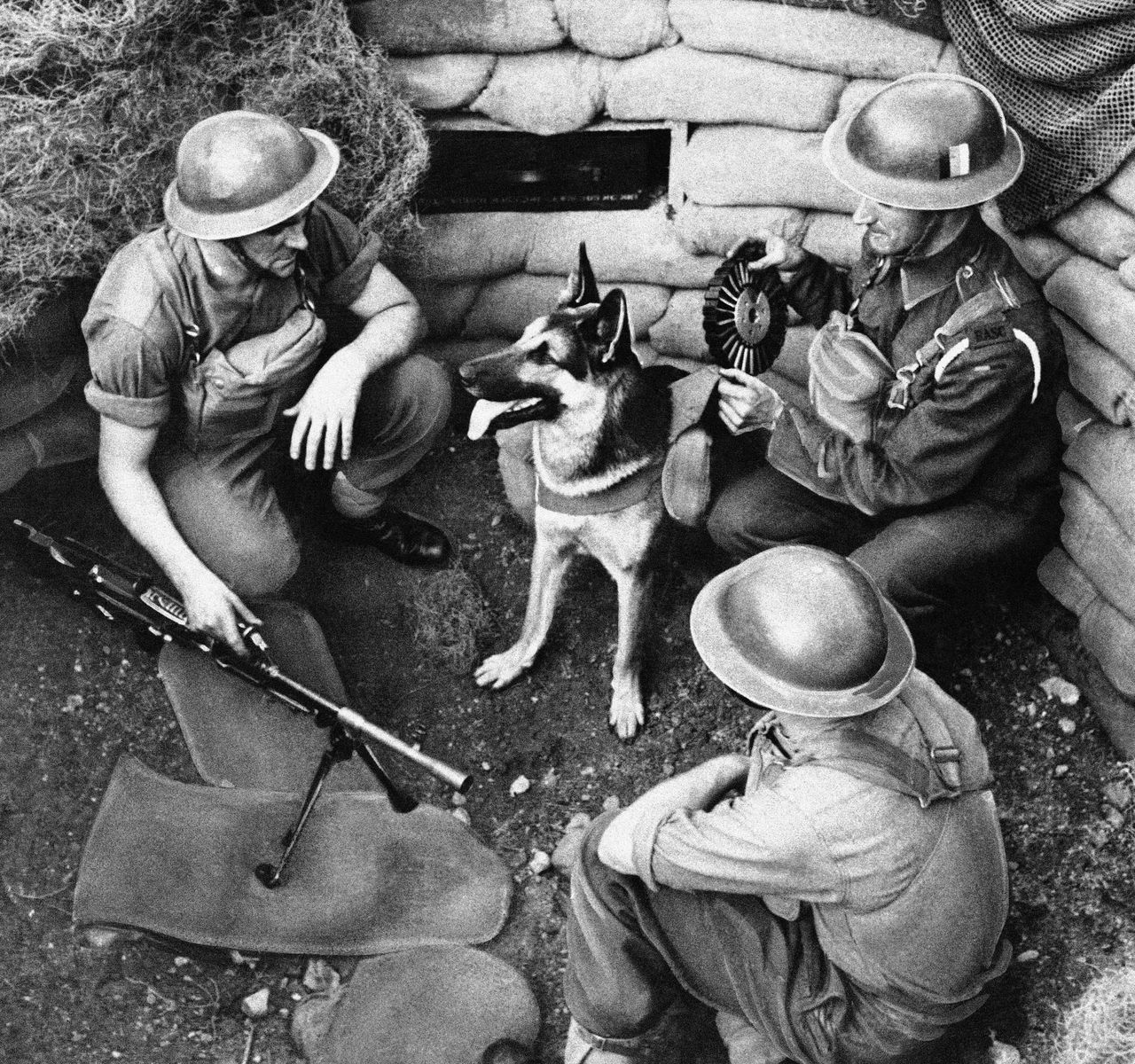 The dogs of war | The Week