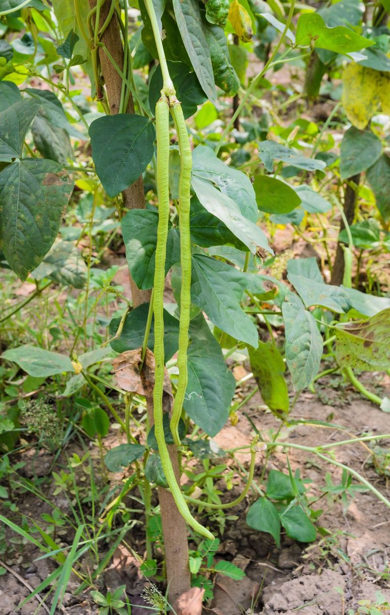 Chinese Long Bean Plant Care - Growing And Picking Yard Long Beans ...