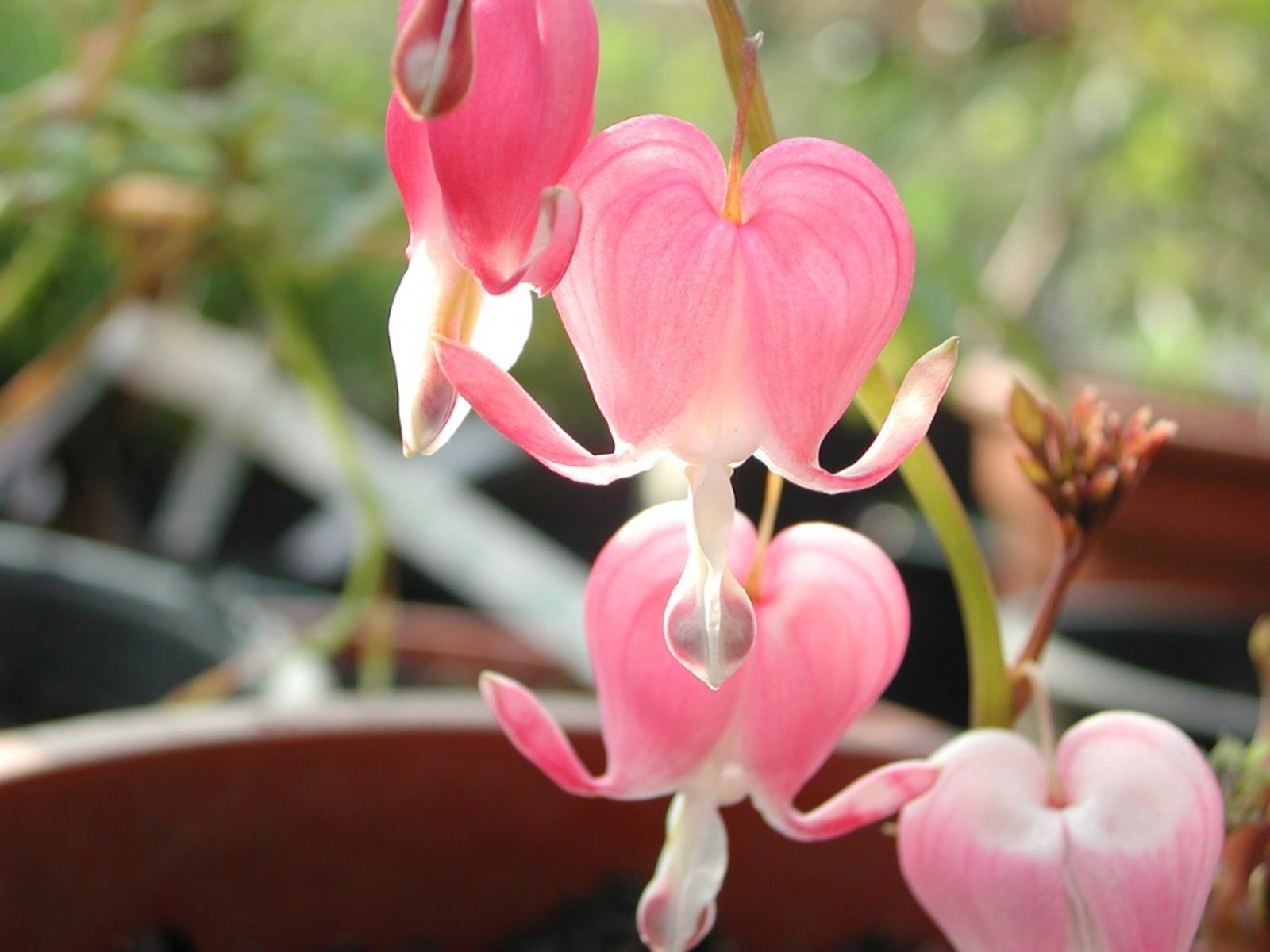 Container Grown Bleeding Heart Plants - How To Grow A Bleeding Heart In ...