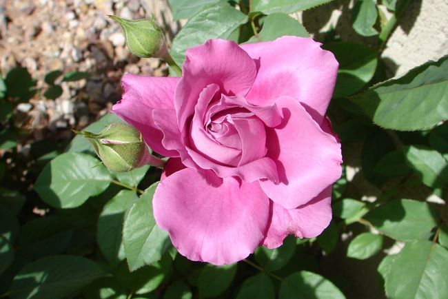 Beautiful Rose Flower Photos | Rose Pictures & Information | Live Science