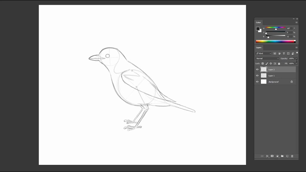 How to draw a bird | Creative Bloq
