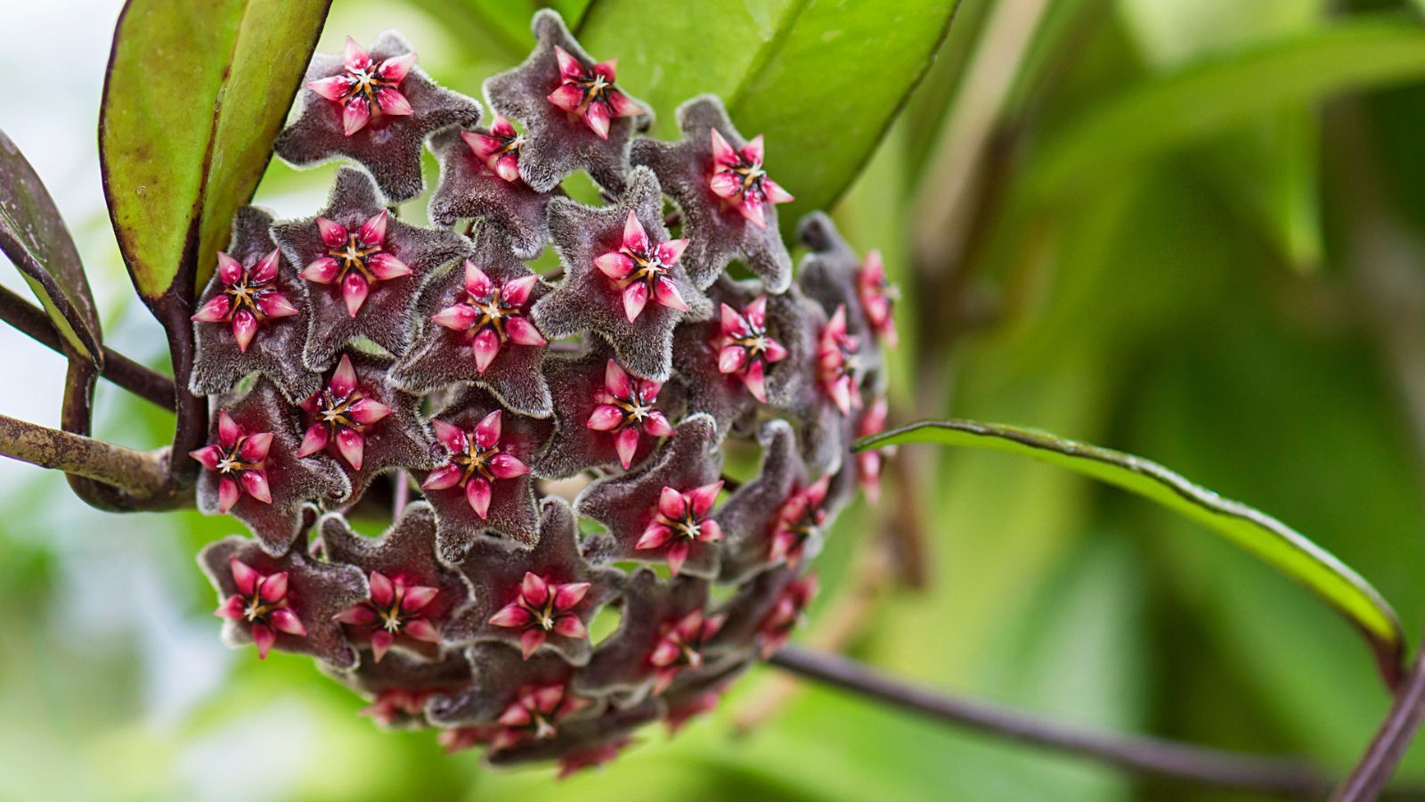 Hoya plant care: and how to grow this pretty house plant