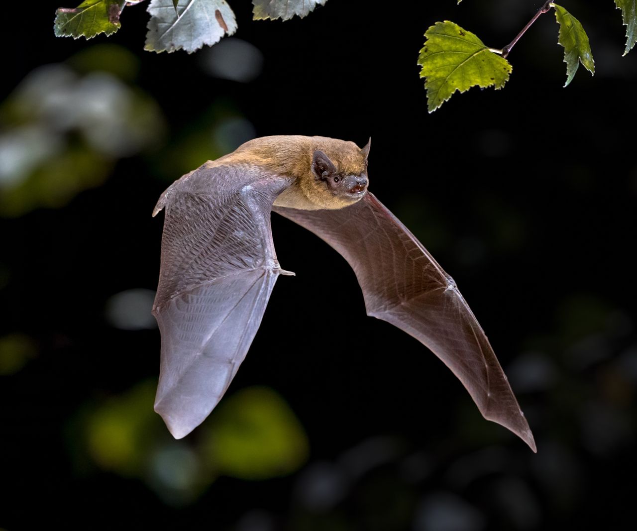 What having bats in the yard means: Insights from an expert | Homes and ...
