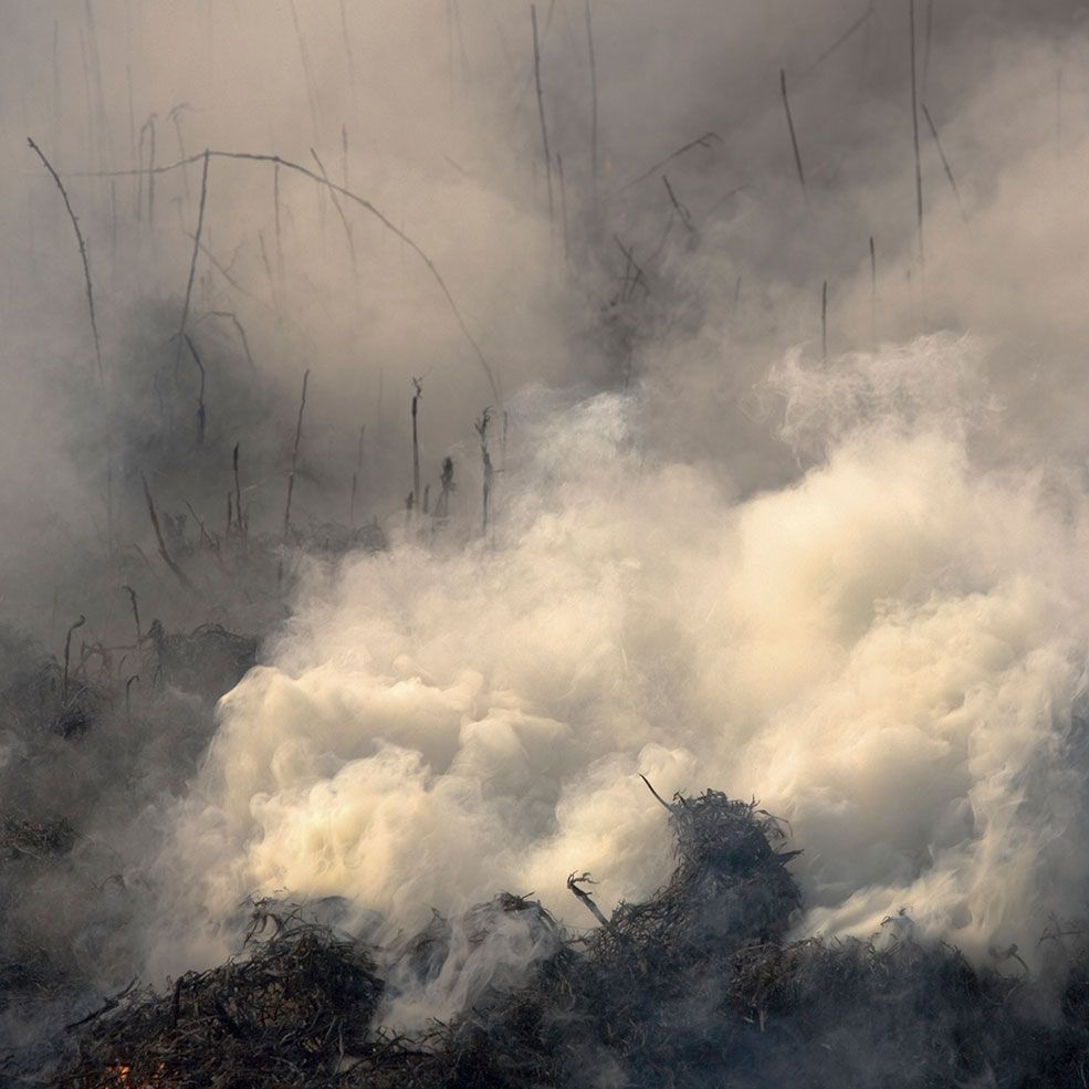 The restorative beauty of a controlled burn | The Week