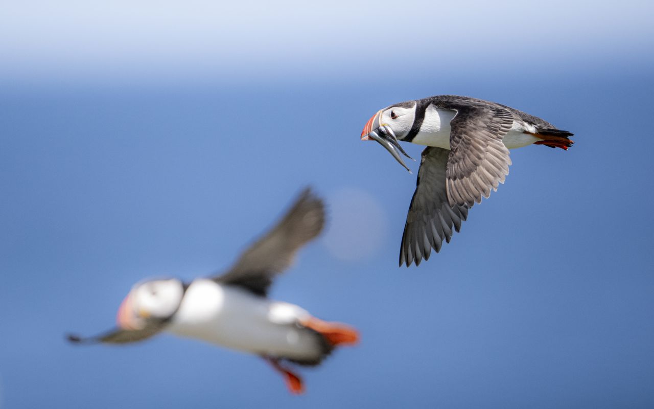 One puffin, two puffin, three puffin, four: The National Trust’s puffin ...