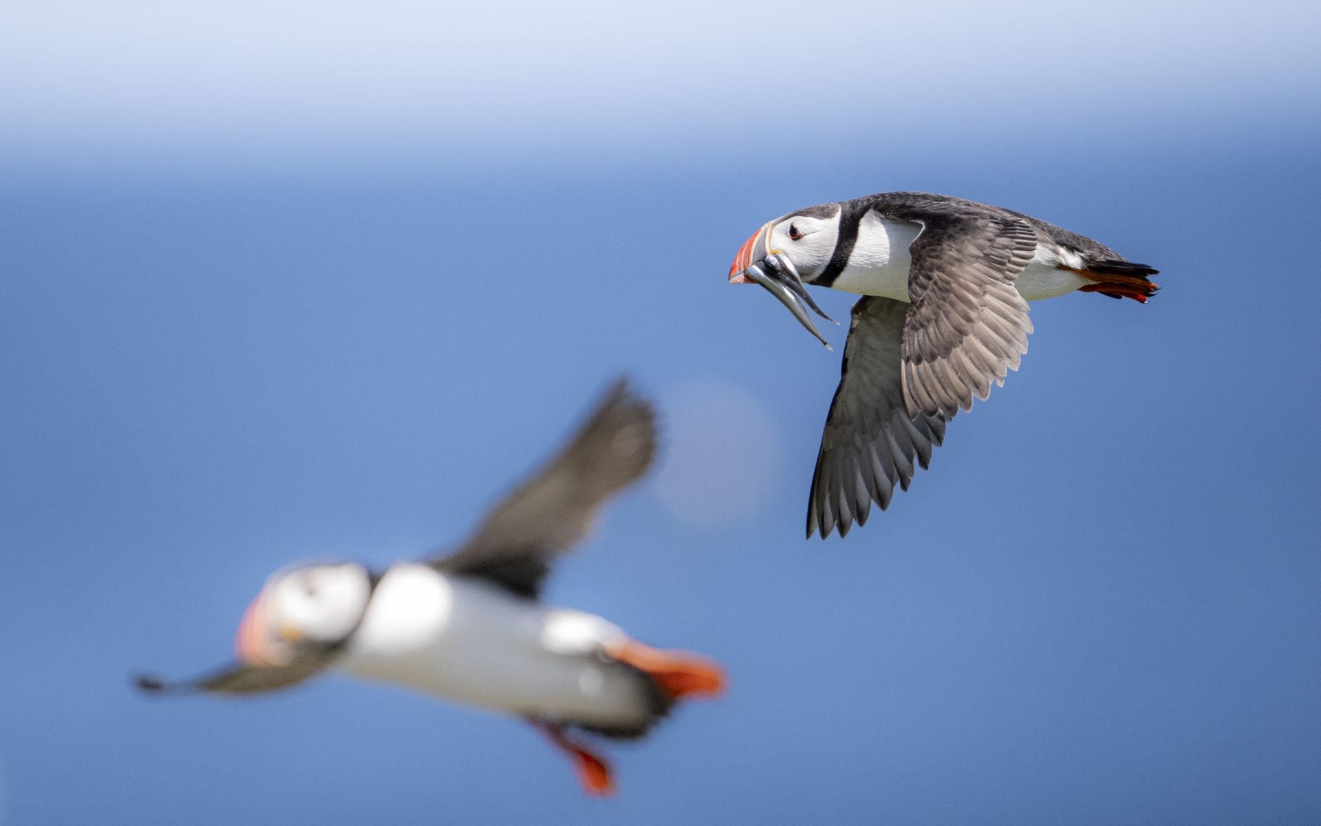 One puffin, two puffin, three puffin, four: The National Trust’s puffin ...