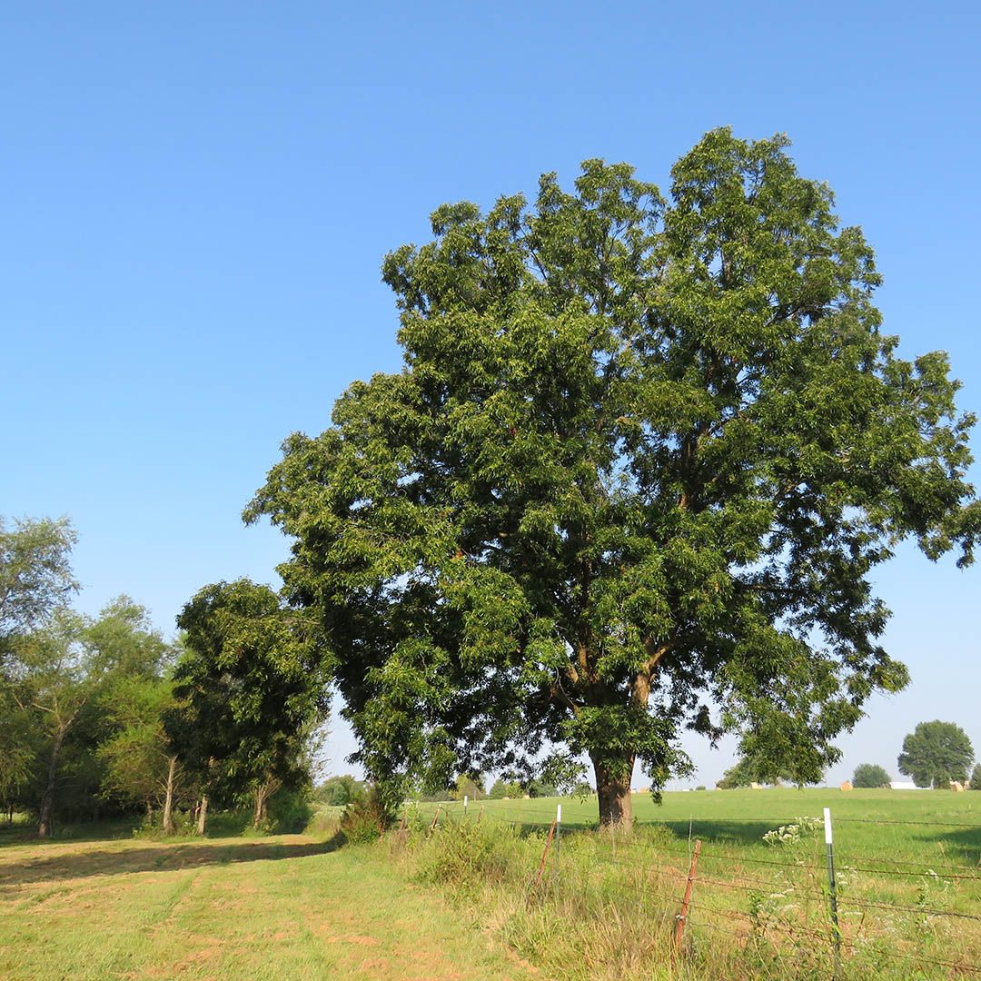 How to grow a nut tree | Country Life