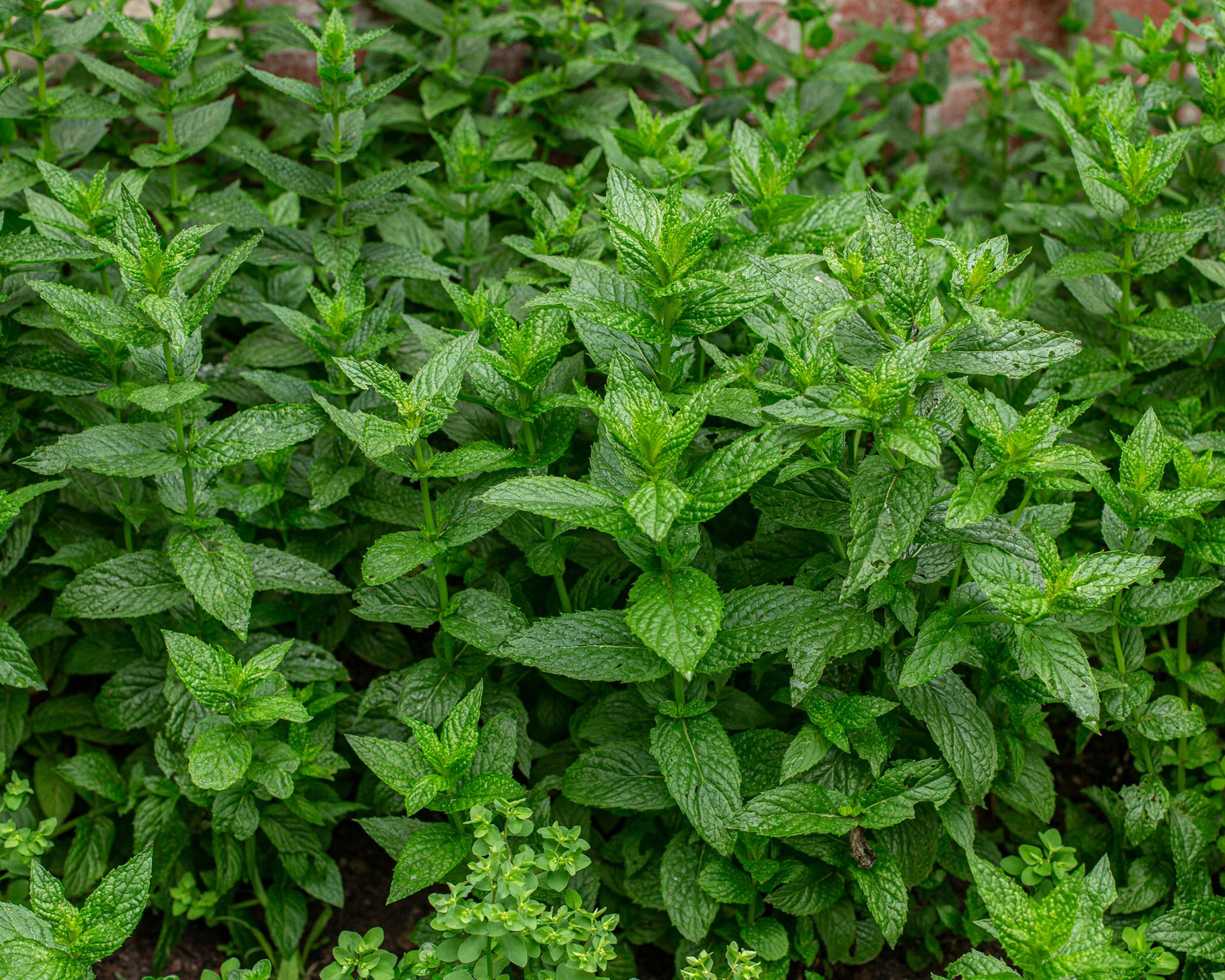 Experts warn mint is an invasive garden plant | Gardeningetc