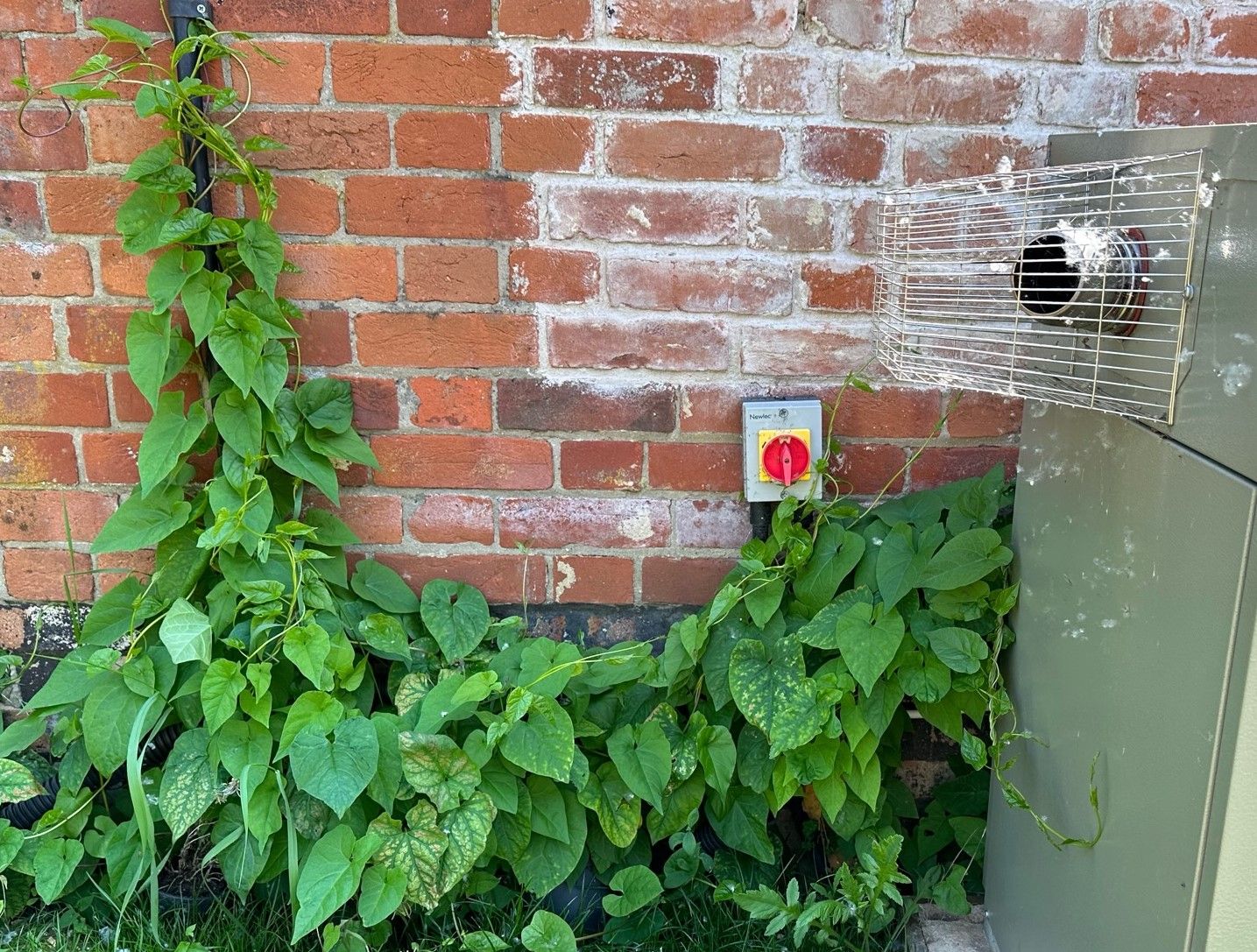 How to get rid of bindweed — and stop it coming back | Homebuilding