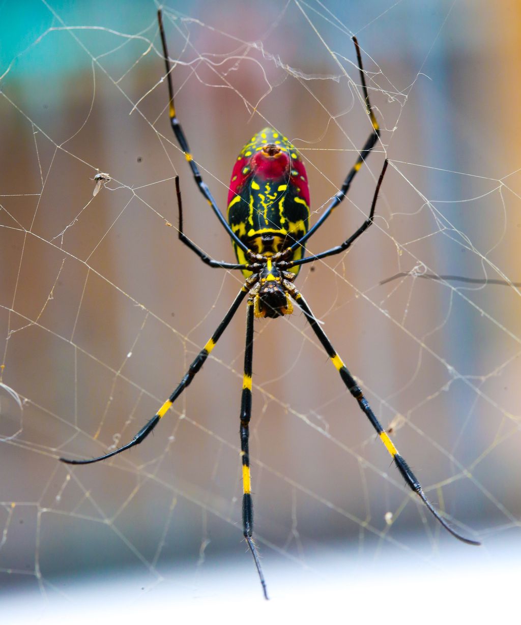 How to repel Joro spiders: Experts share their solutions | Homes and Gardens