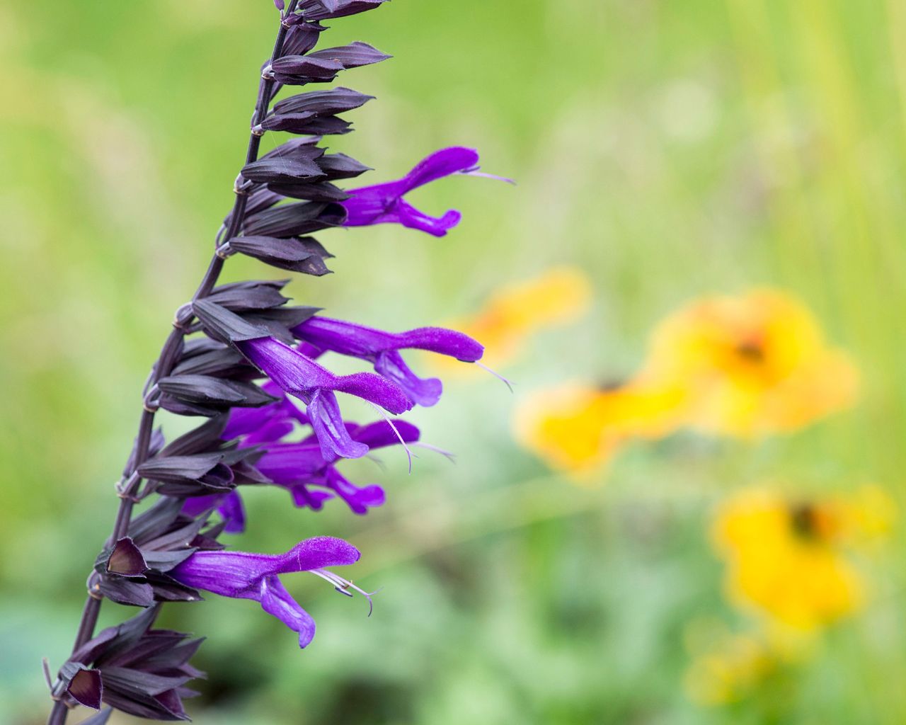 Types of salvias: 16 stunning varieties for beds and borders | Homes ...