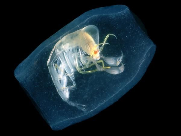 Gallery: Creatures from the Census of Marine Life | Live Science