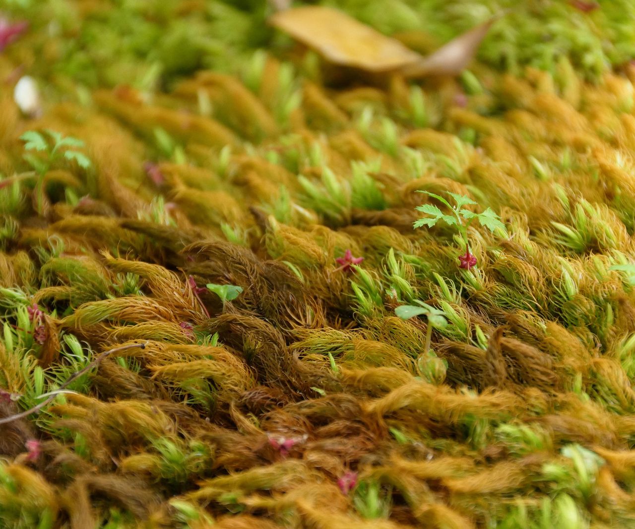 How to get rid of moss in lawns: 6 simple ways | Homes and Gardens