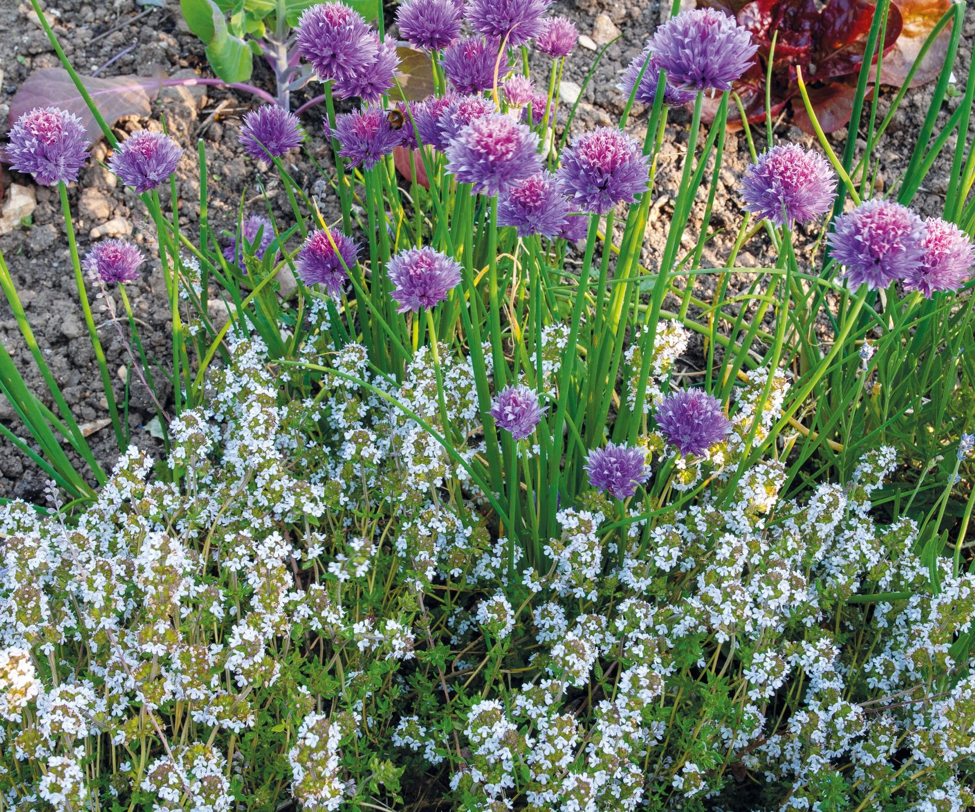 How to grow chives: expert tips for happy herbs | Homes and Gardens