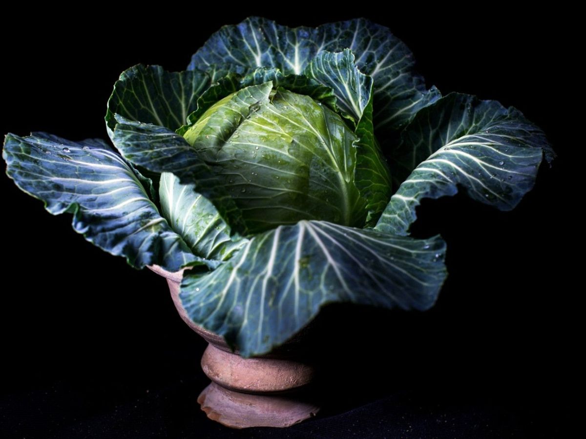 Vegetable Photography Tips: How To Photograph Vegetables | Gardening ...