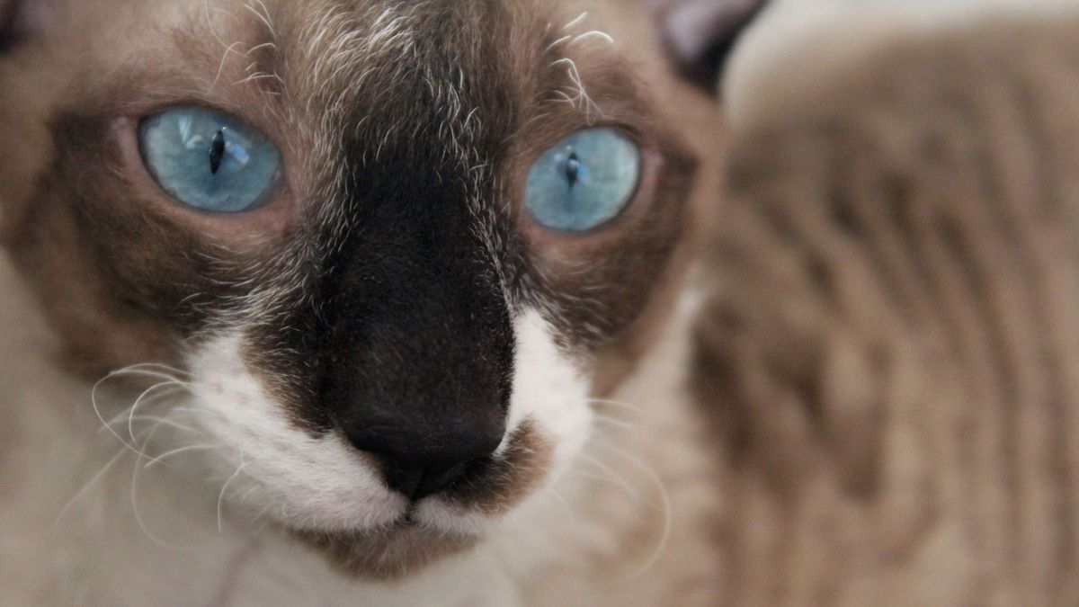 32 interesting facts about Cornish rex cats | PetsRadar