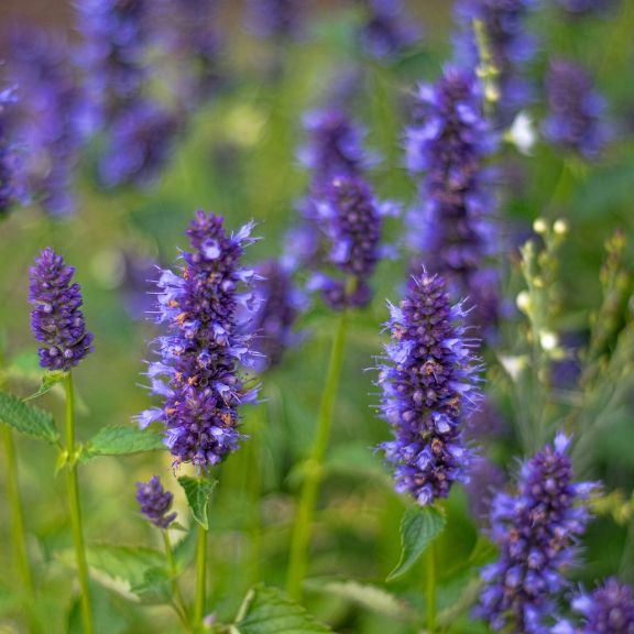 Hyssop Plant Information | Gardening Know How