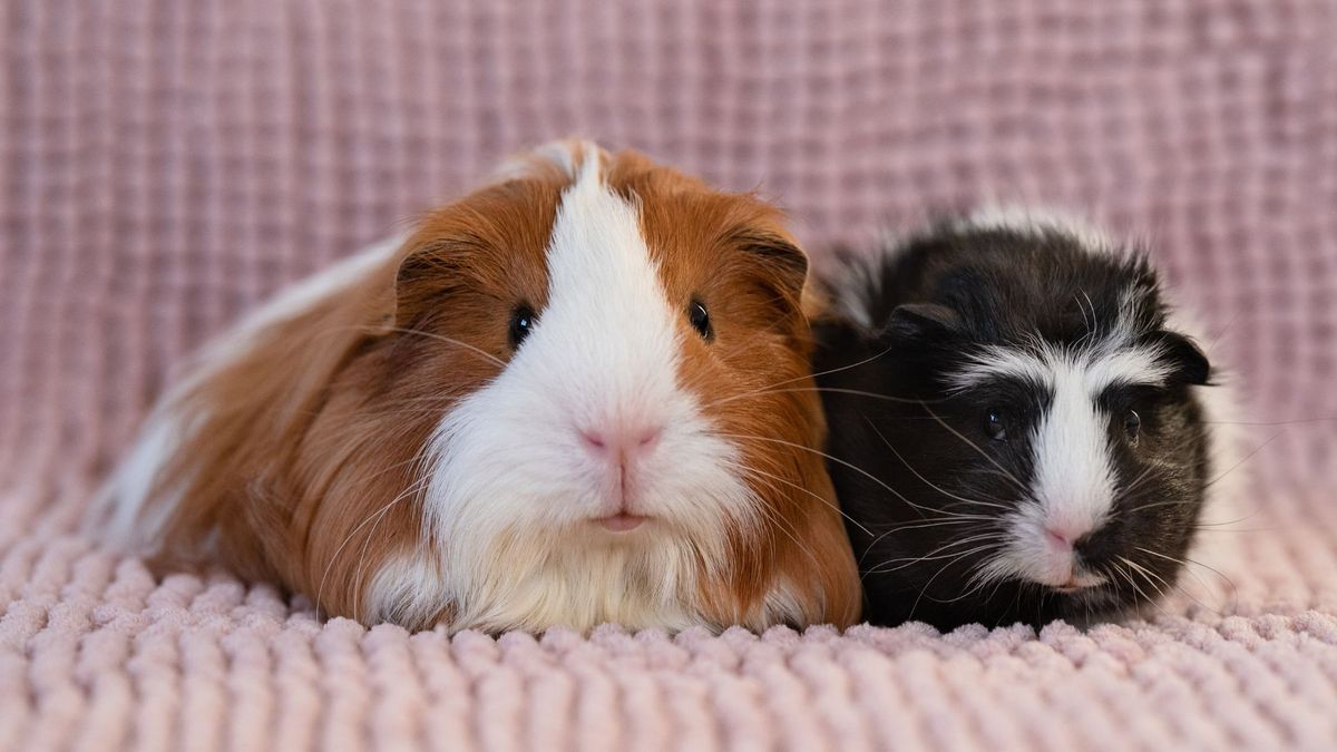 20 fun facts about guinea pigs | PetsRadar