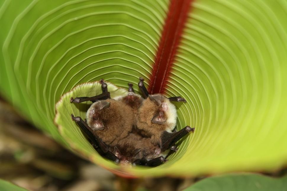Gallery: Leaf-Living Bats | Live Science