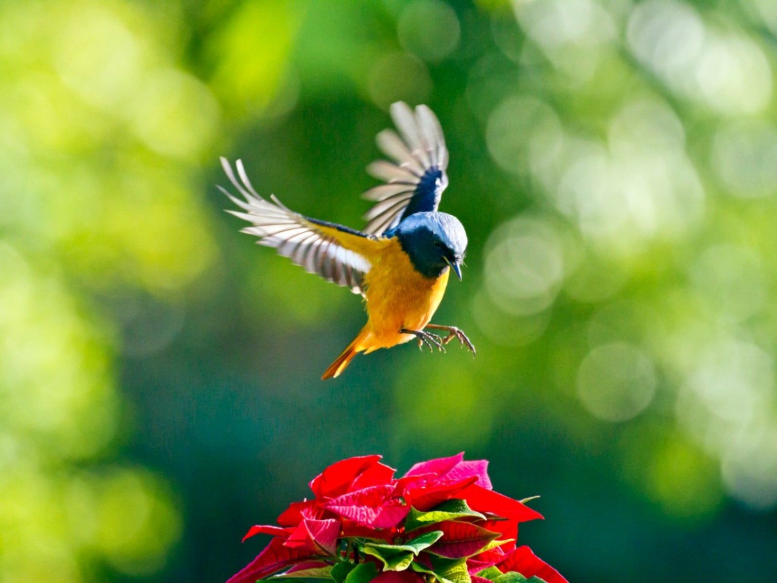 Bird Friendly Garden Ideas: Learn About Growing A Bird Garden ...