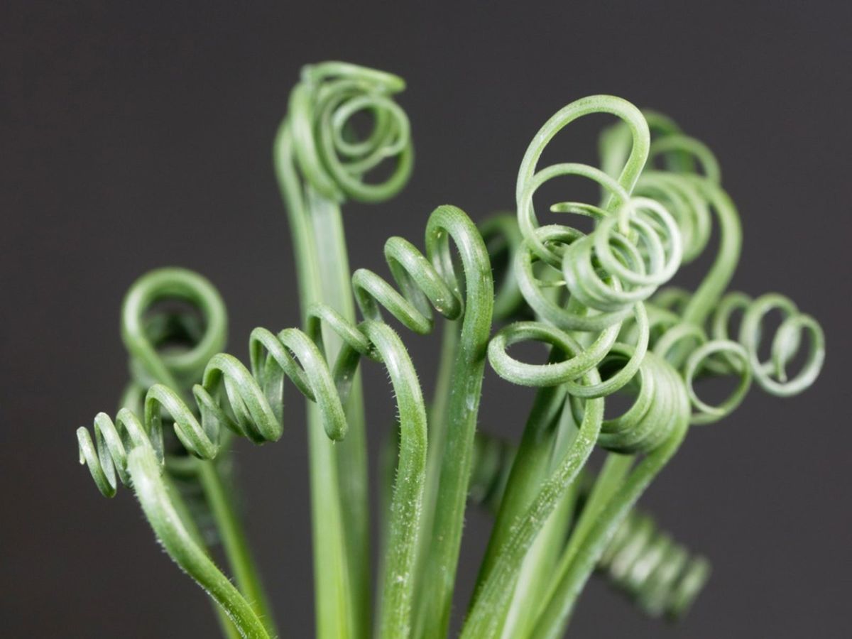 Albuca Plant Information - Learn About Growing Albuca In The Garden ...