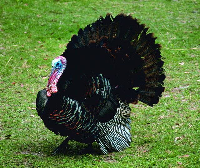 American Animal Icons | Bald Eagles, Bison & Wild Turkeys | Live Science