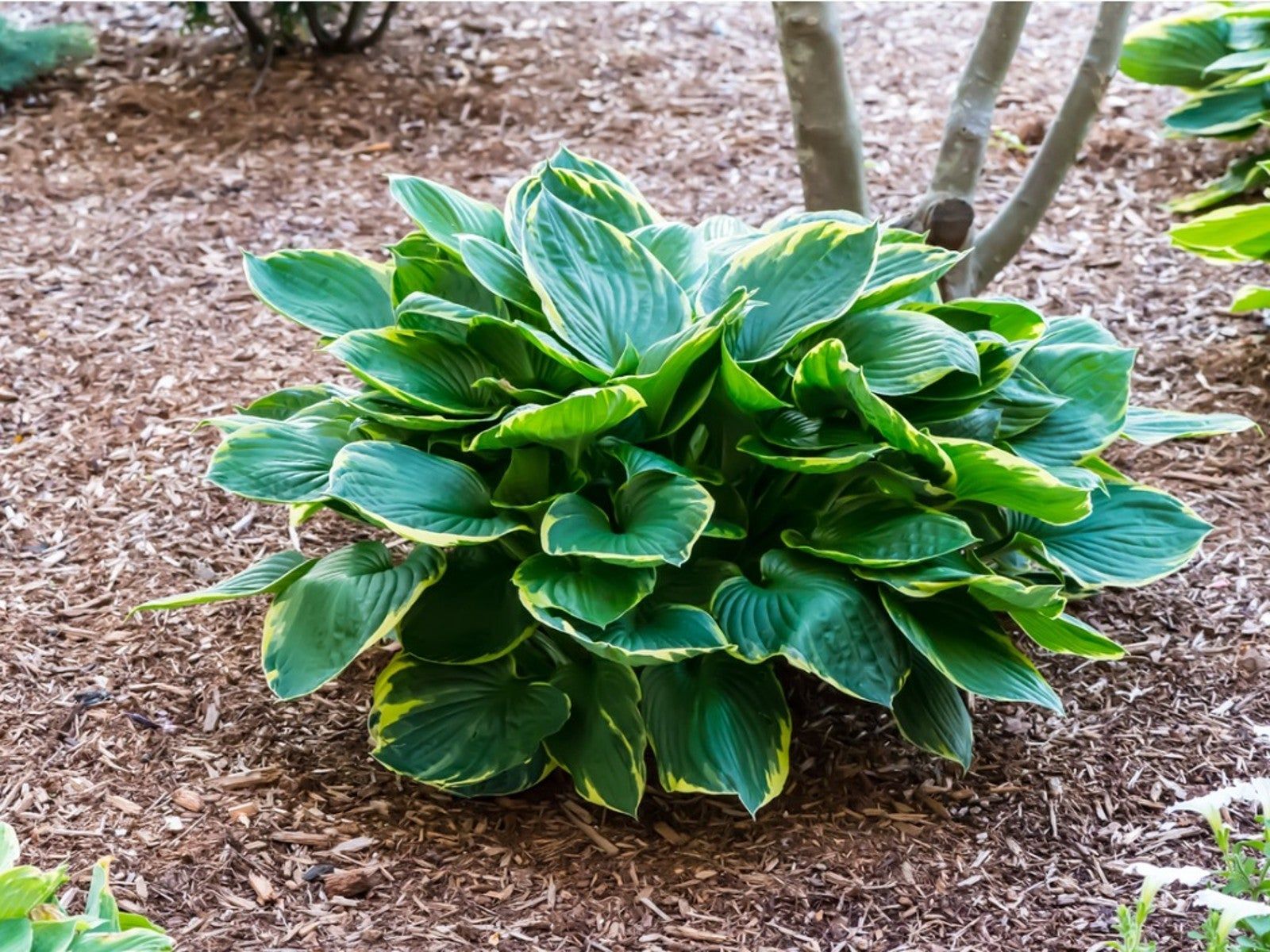 Choosing Hostas In Arizona And The Southwest | Gardening Know How