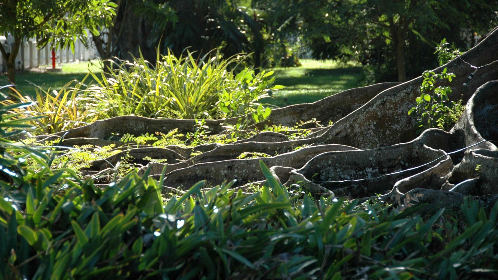 How to kill tree roots: ways to remove them from your plot | Gardeningetc