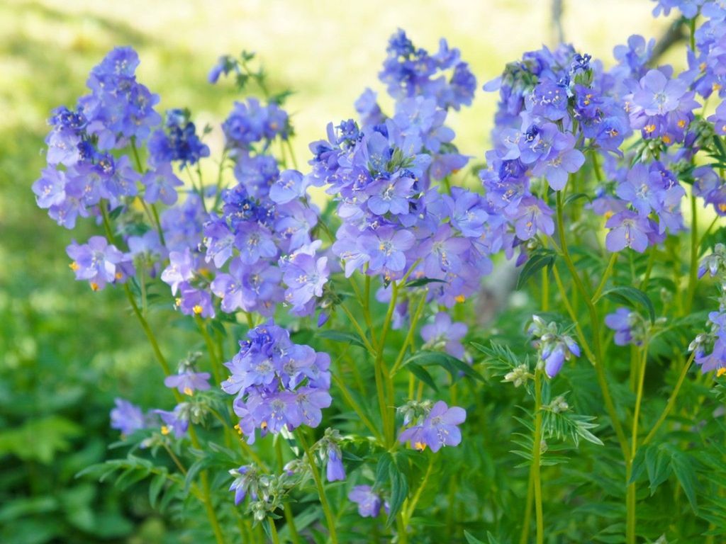 Jacob's Ladder Plant Info: The Growing And Care Of Jacob's Ladder ...