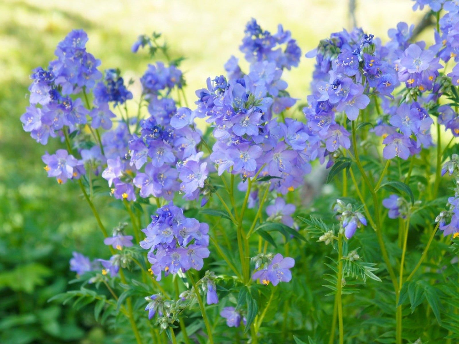 Jacob's Ladder Plant Info: The Growing And Care Of Jacob's Ladder ...