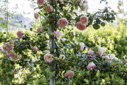 Designing a rose garden: for naturalistic and formal schemes | Homes ...