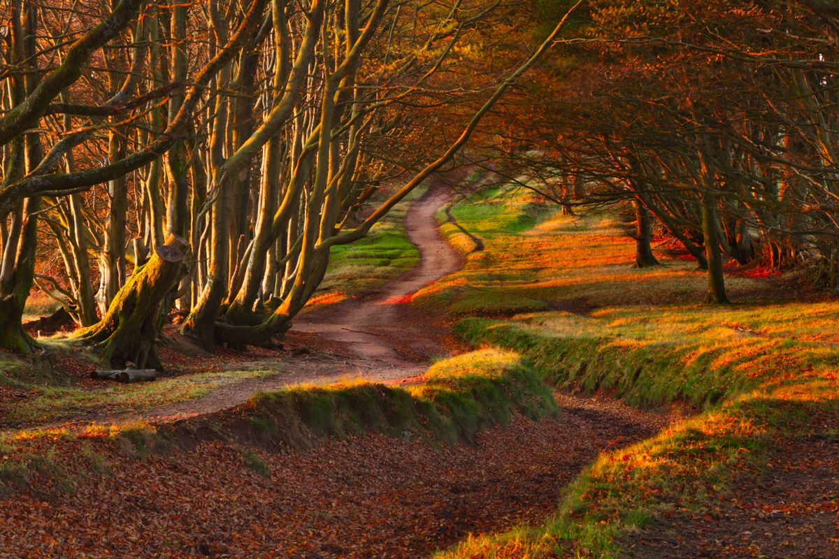 Beech trees: A complete guide | Country Life