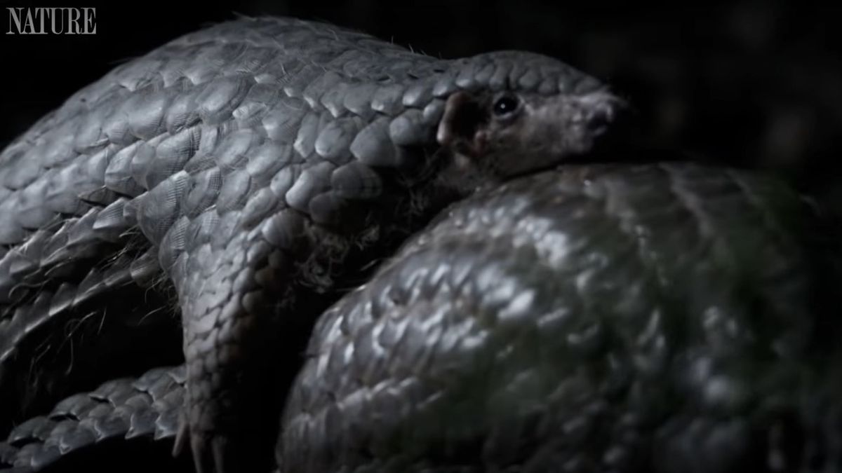 Pangolin courtship ritual and birth of a 'pangopup' captured in ...