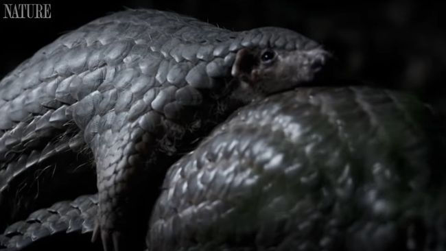 Pangolin courtship ritual and birth of a 'pangopup' captured in ...