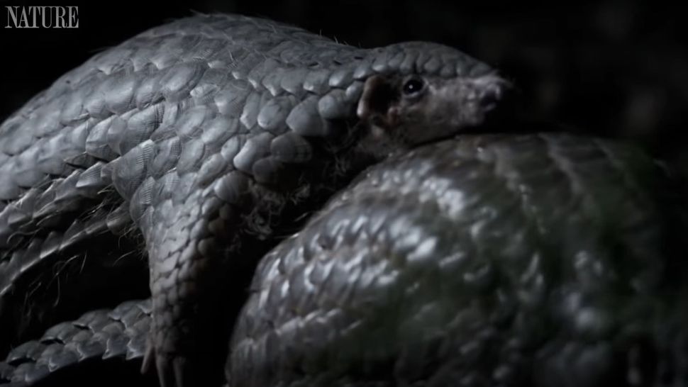 Pangolin courtship ritual and birth of a 'pangopup' captured in ...